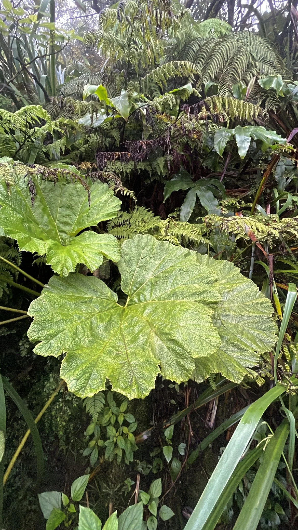 Native Hawaiian Plants: My Plant ID Guide — noahawaii