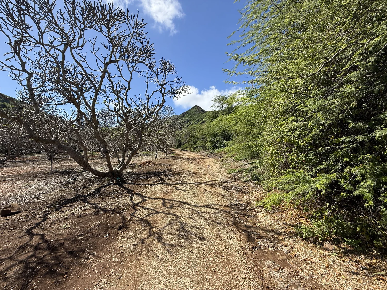 Hiking the Koko Crater Botanical Garden Loop Trail on Oʻahu, Hawaiʻi ...
