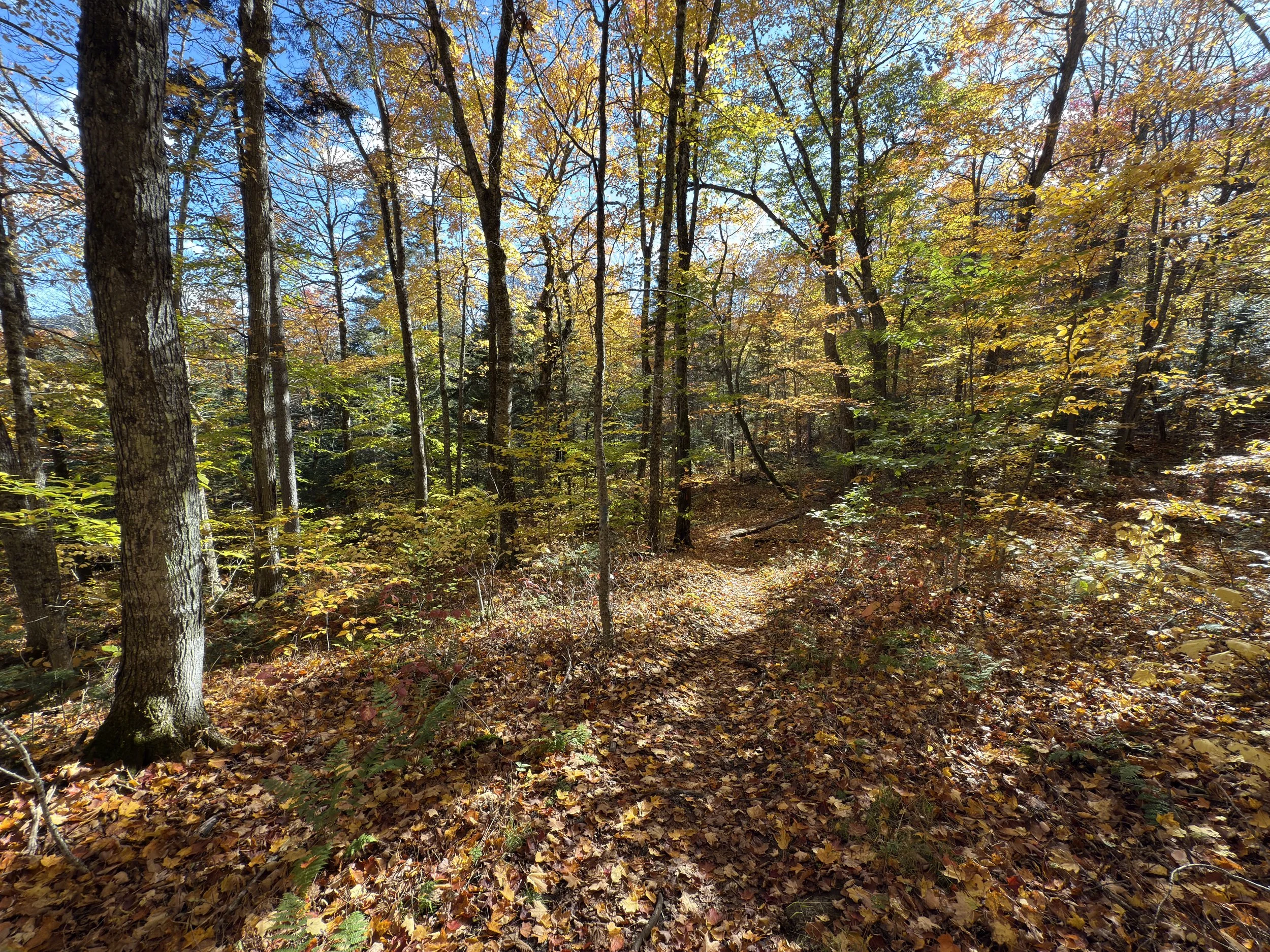 Hiking the Little Moose Pond Loop Trail in Greenville, Maine — noahawaii