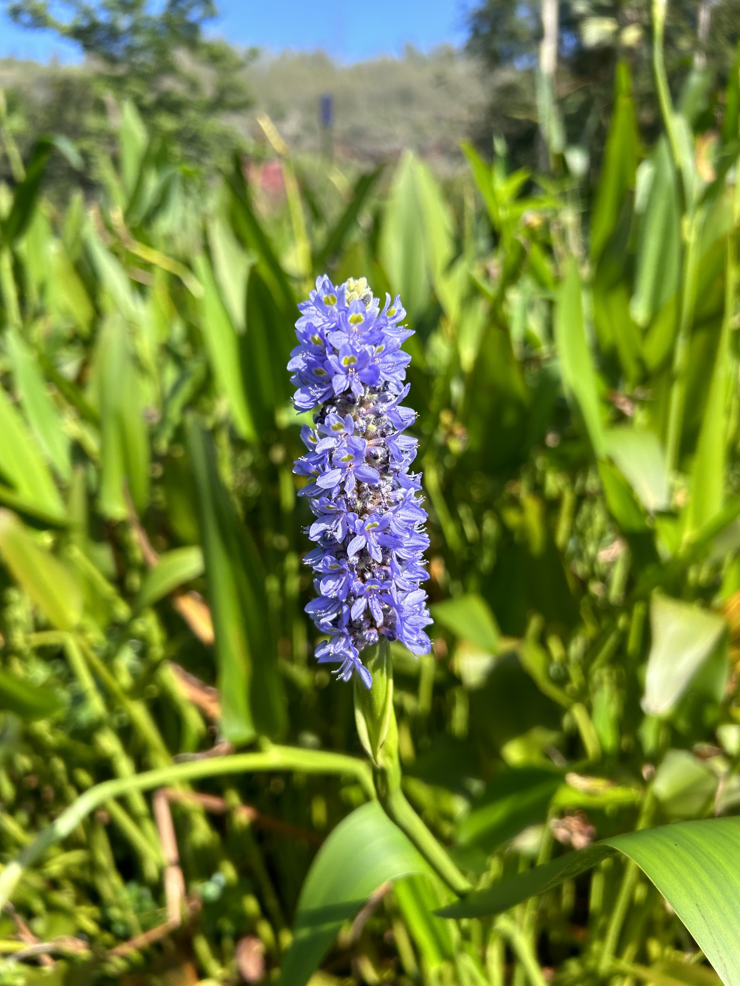 Non-Native / Invasive Plants in Hawaiʻi: My Plant ID Guide — noahawaii