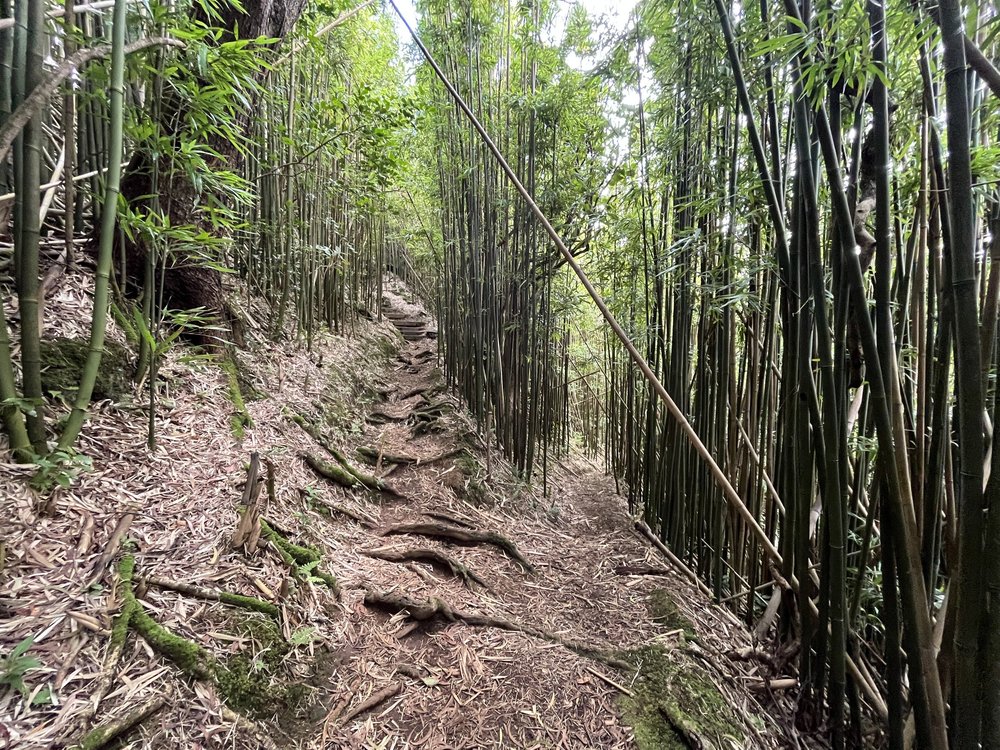 Hiking the Puʻu Kōnāhuanui Ridge Trail (Tantalus to K1) on Oʻahu ...