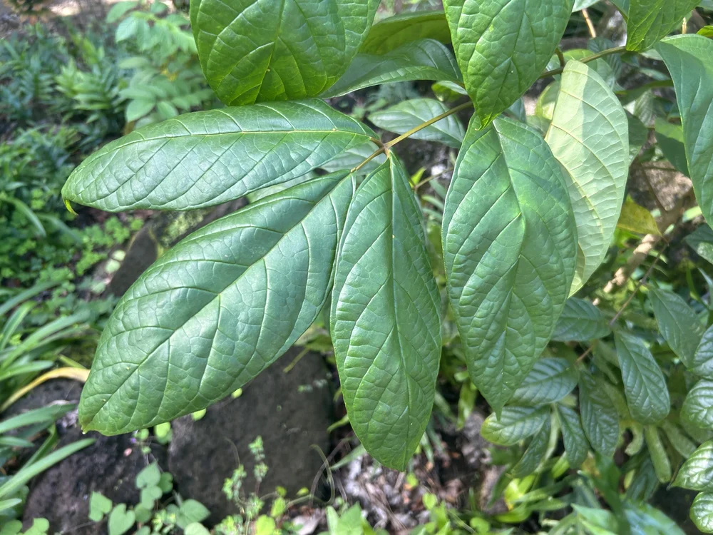 Non-Native / Invasive Plants in Hawaiʻi: My Plant ID Guide — noahawaii