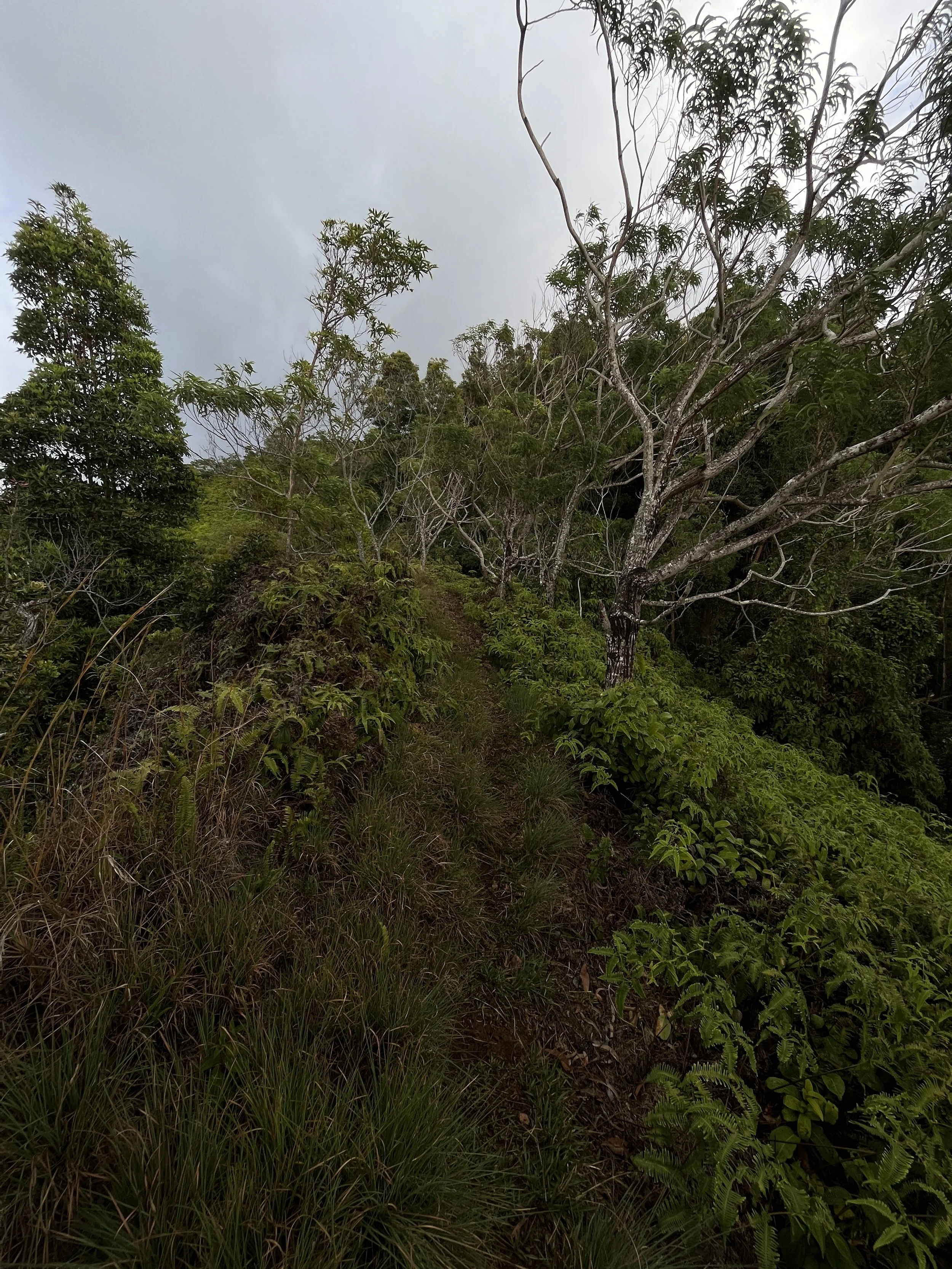 Hiking the ʻIliahi Ridge Trail on Oʻahu — noahawaii