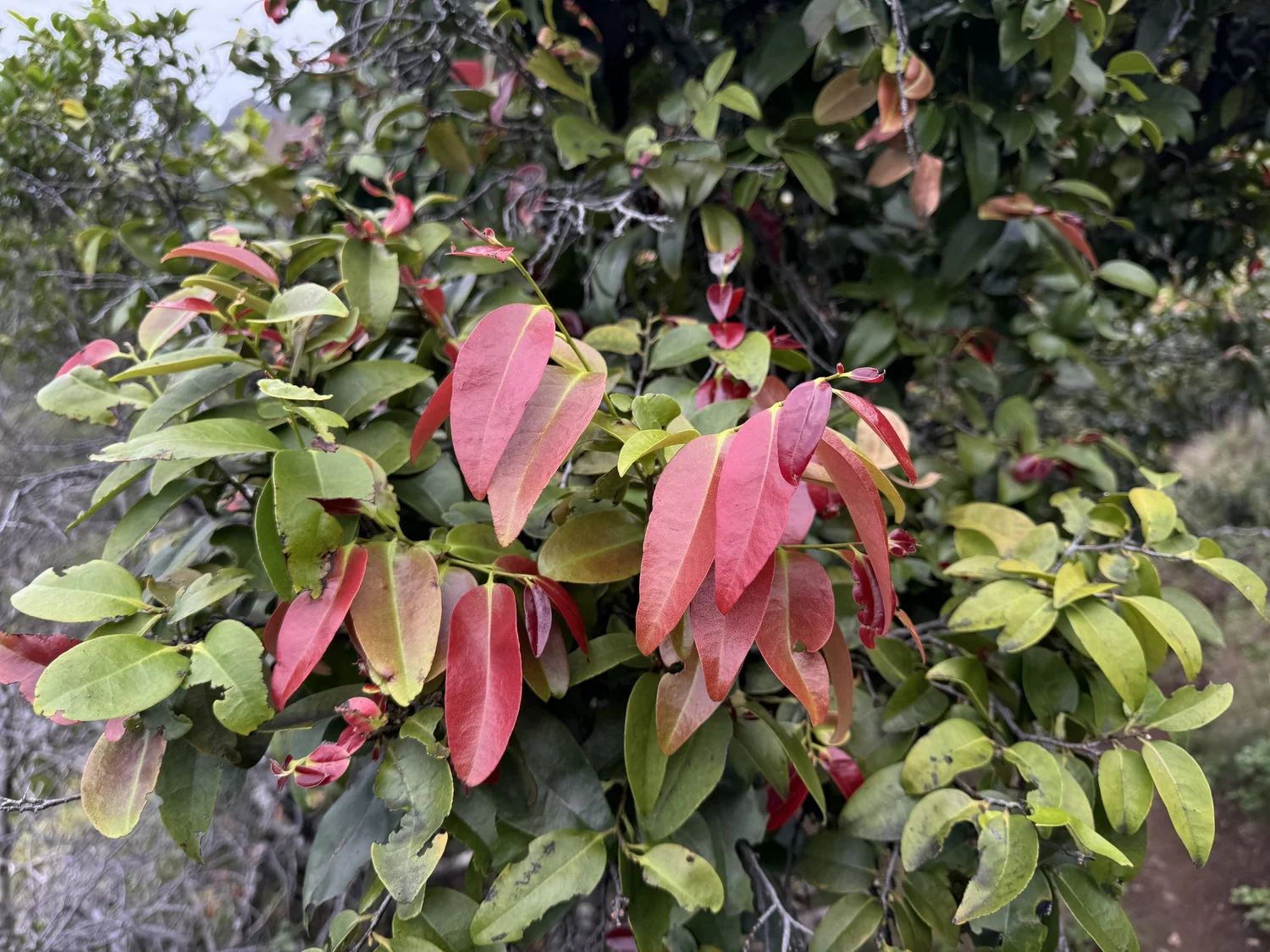 Hiking the Hānakoa Falls Trail on Kauaʻi’s Nāpali Coast — noahawaii