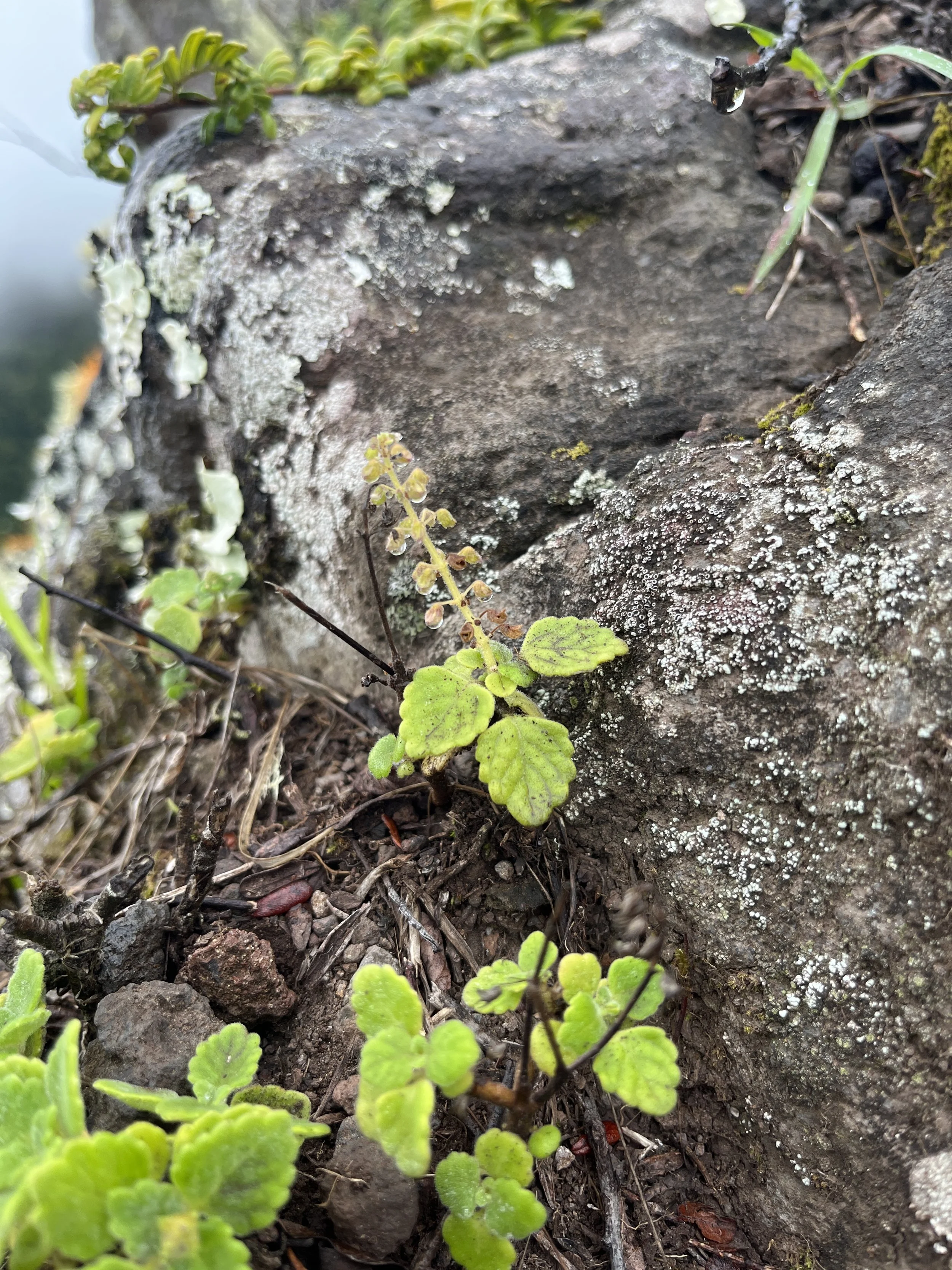 Native Hawaiian Plants: My Plant ID Guide — noahawaii