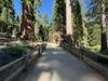 Hiking the General Grant Tree Trail in Kings Canyon National Park ...