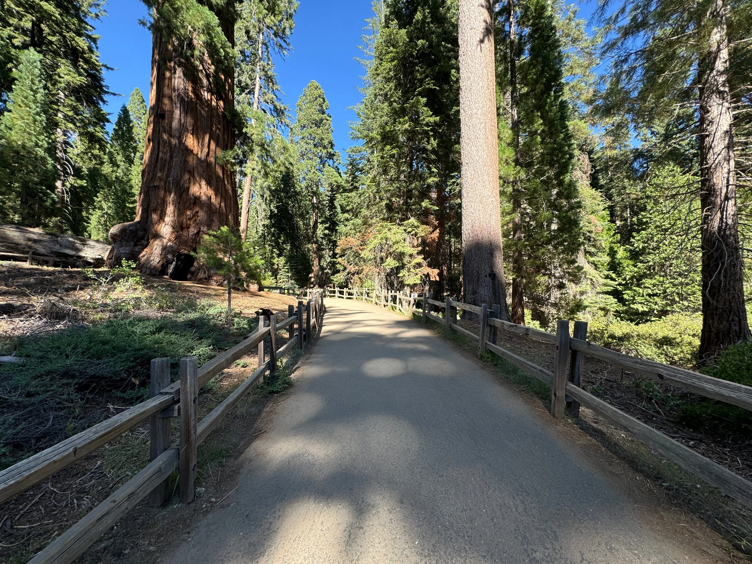 Hiking the General Grant Tree Trail in Kings Canyon National Park ...