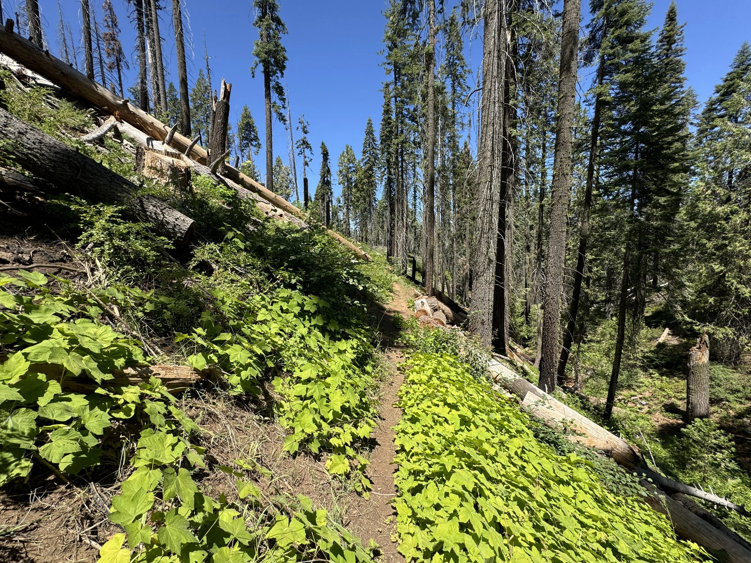 Hiking the North Boundary-Lone Pine Loop Trail in Kings Canyon National ...