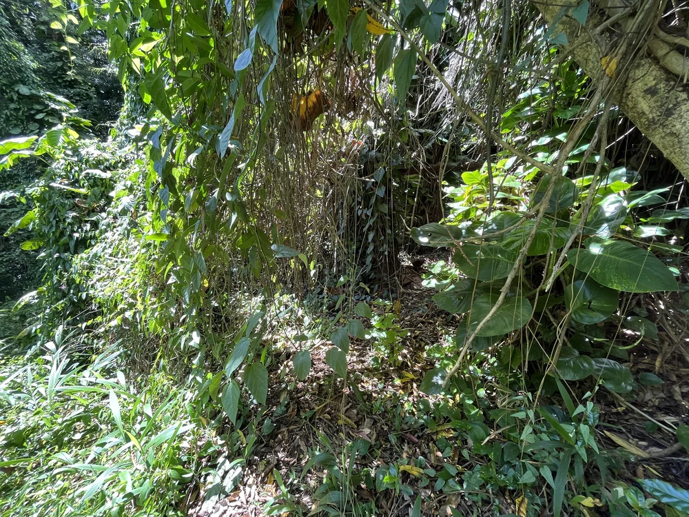 Hiking the Tantalus Arboretum Trail on Oʻahu, Hawaiʻi — noahawaii