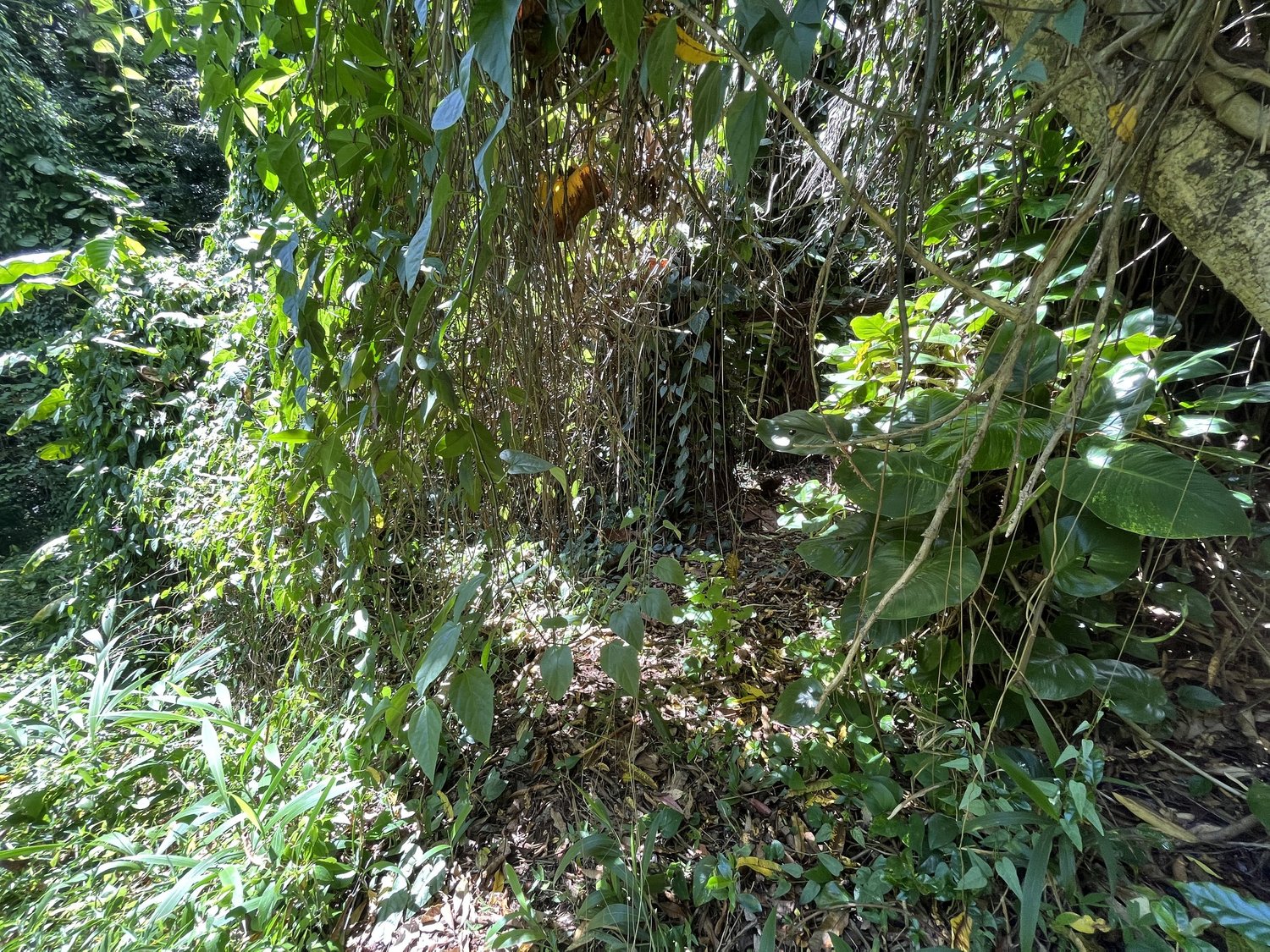 Hiking the Tantalus Arboretum Trail on Oʻahu, Hawaiʻi — noahawaii