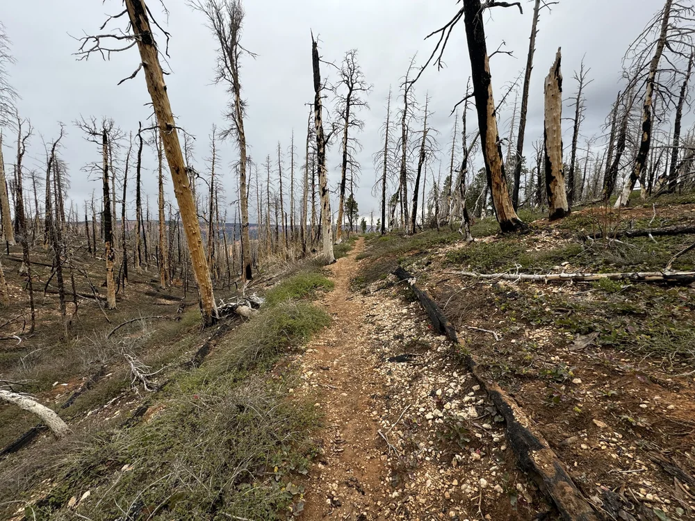 Hiking the Riggs Spring Loop Trail in Bryce Canyon National Park ...