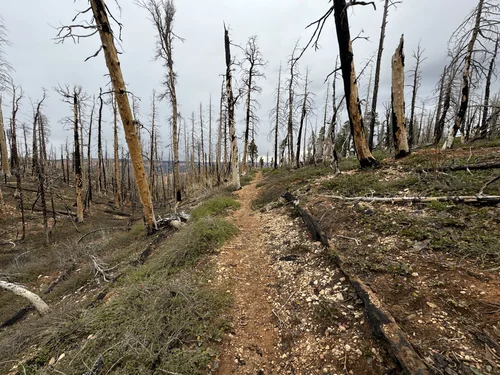Hiking the Riggs Spring Loop Trail in Bryce Canyon National Park ...