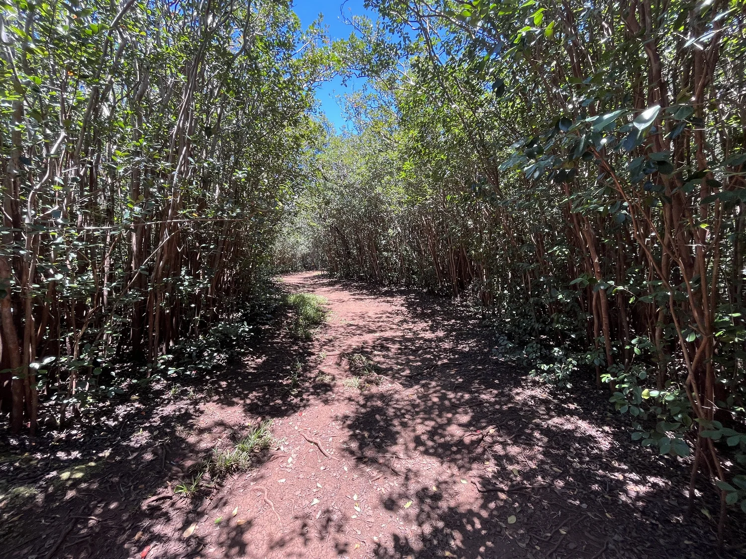 Hiking the Waʻahila Ridge Trail to Mt. Olympus (ʻAwaʻawaloa) on Oʻahu ...