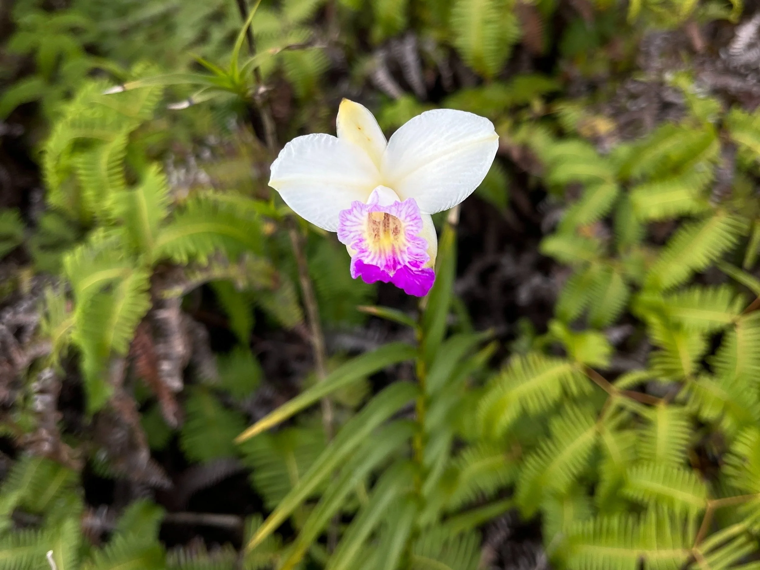 Non-Native / Invasive Plants in Hawaiʻi: My Plant ID Guide — noahawaii