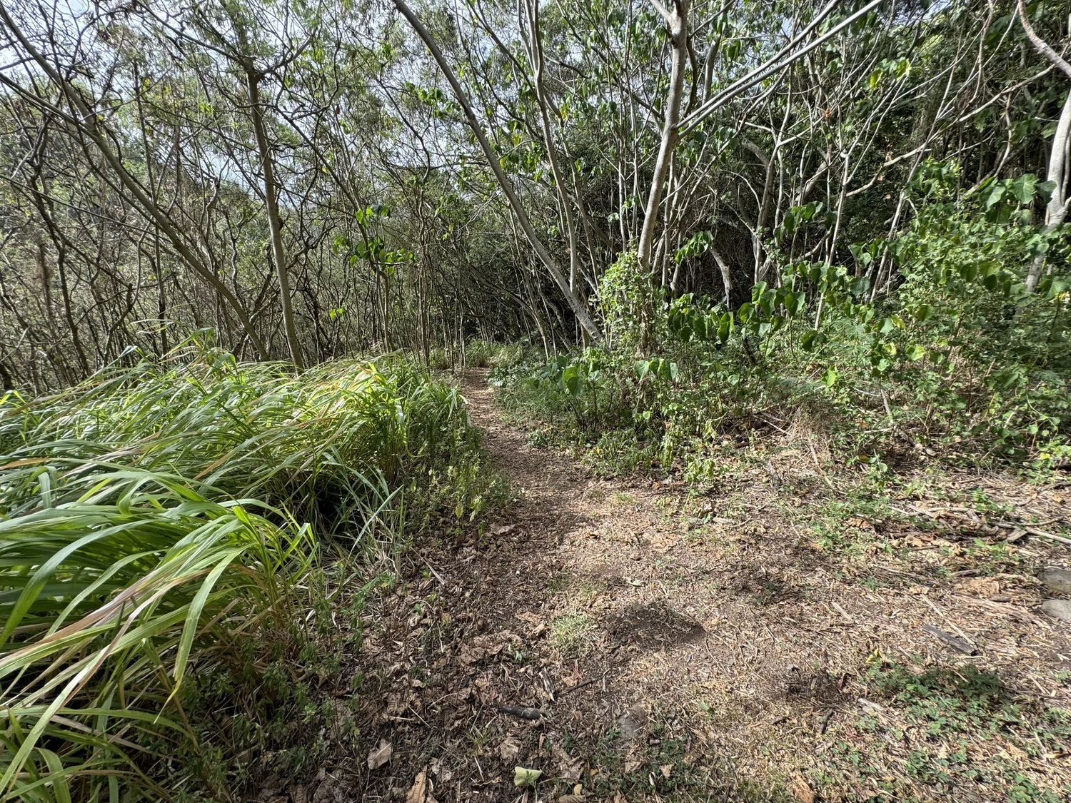 Hiking the Kaipapaʻu Pillbox Trail on the North Shore of Oʻahu, Hawaiʻi ...