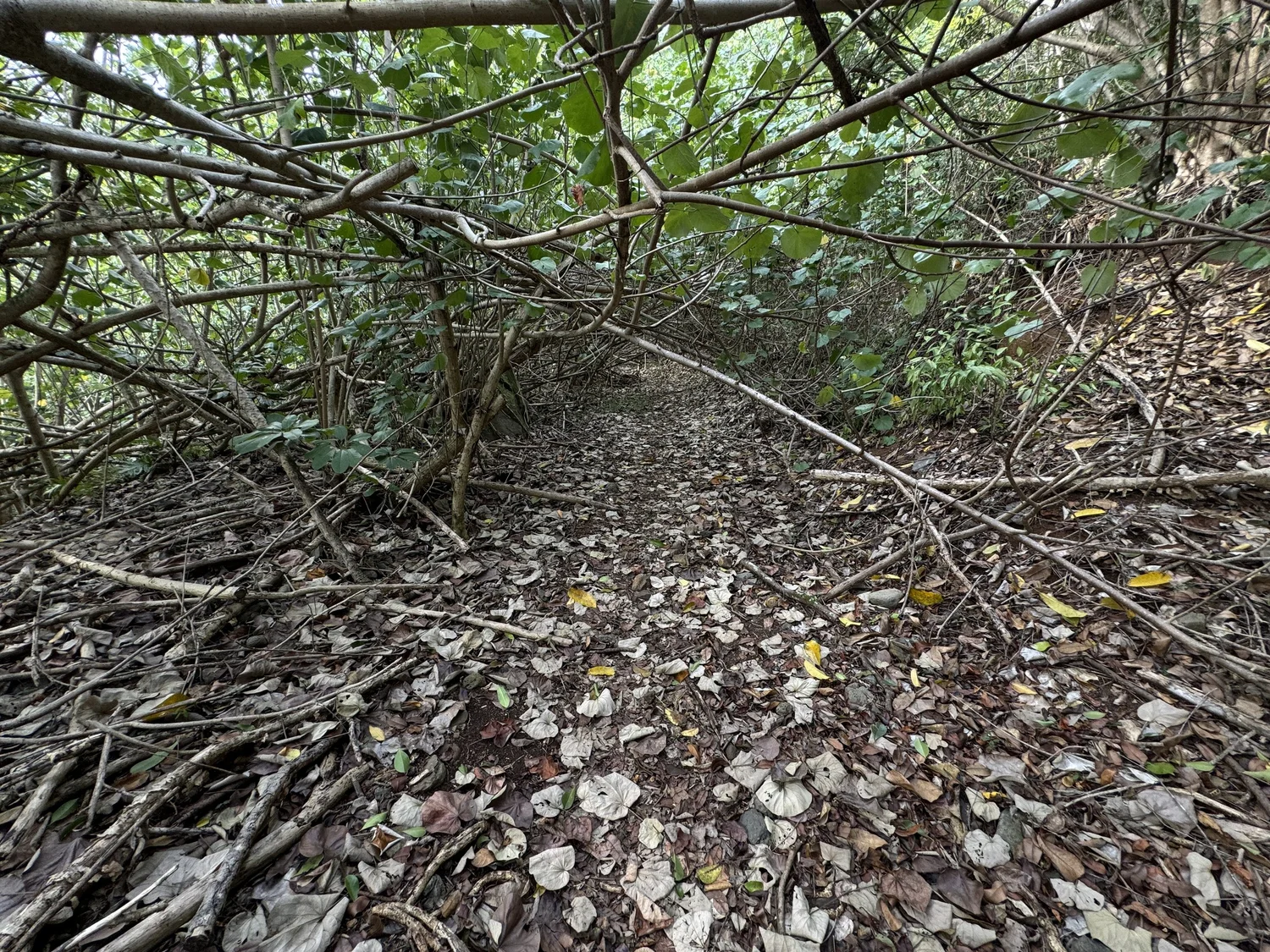 Hiking the Kaipapaʻu Pillbox Trail on the North Shore of Oʻahu, Hawaiʻi ...