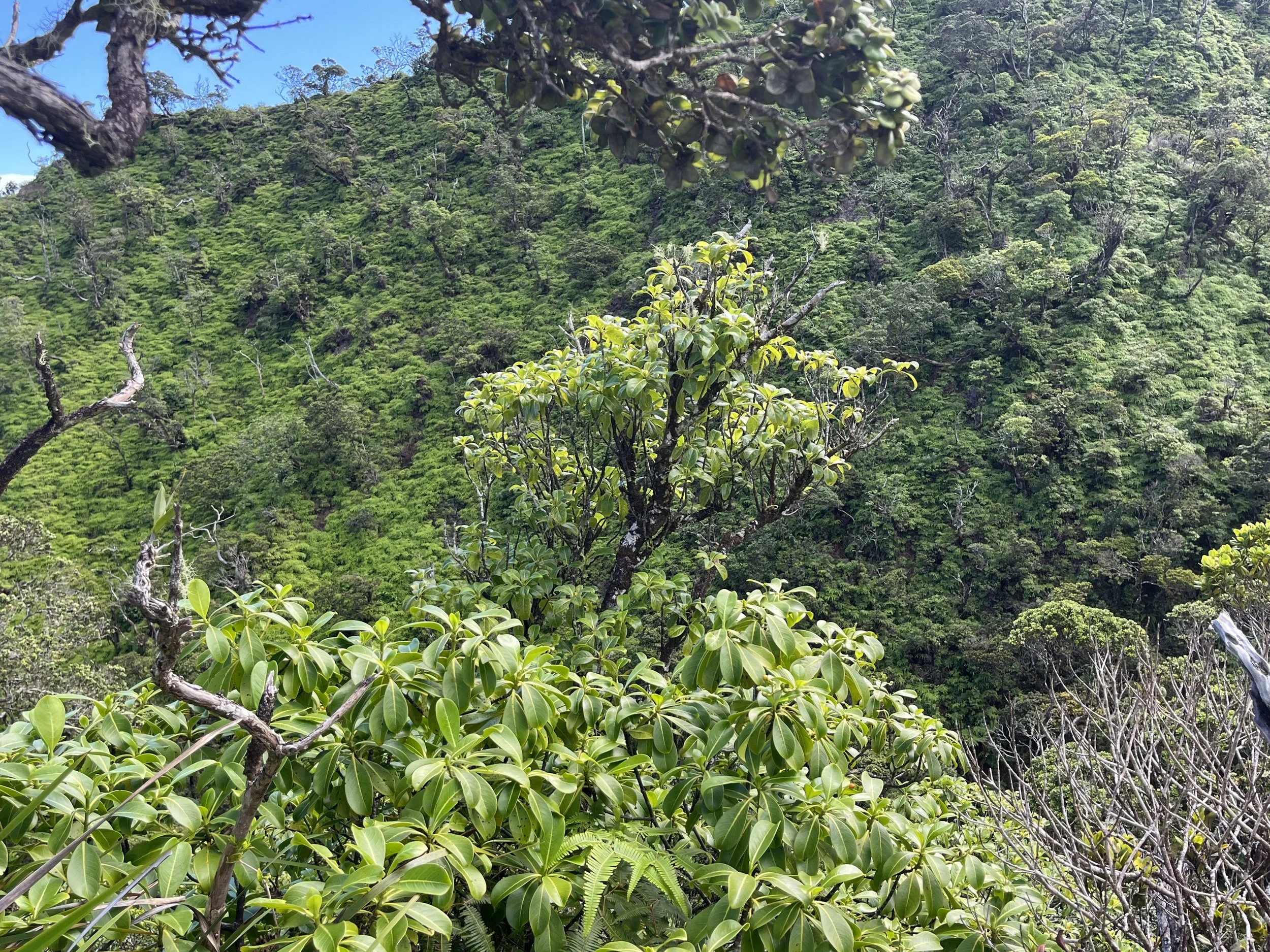 Native Hawaiian Plants: My Plant ID Guide — noahawaii