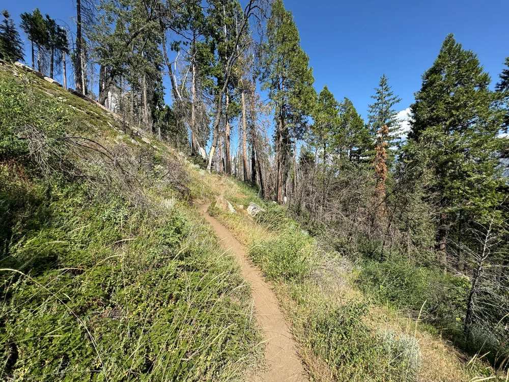 Hiking the Sugar Pine Trail in Sequoia National Park — noahawaii
