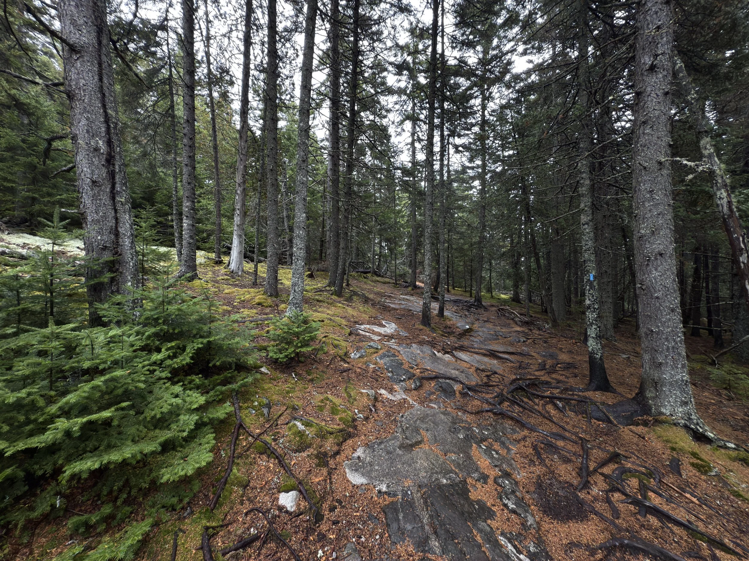 Hiking the Flying Mountain Trail in Acadia National Park — noahawaii