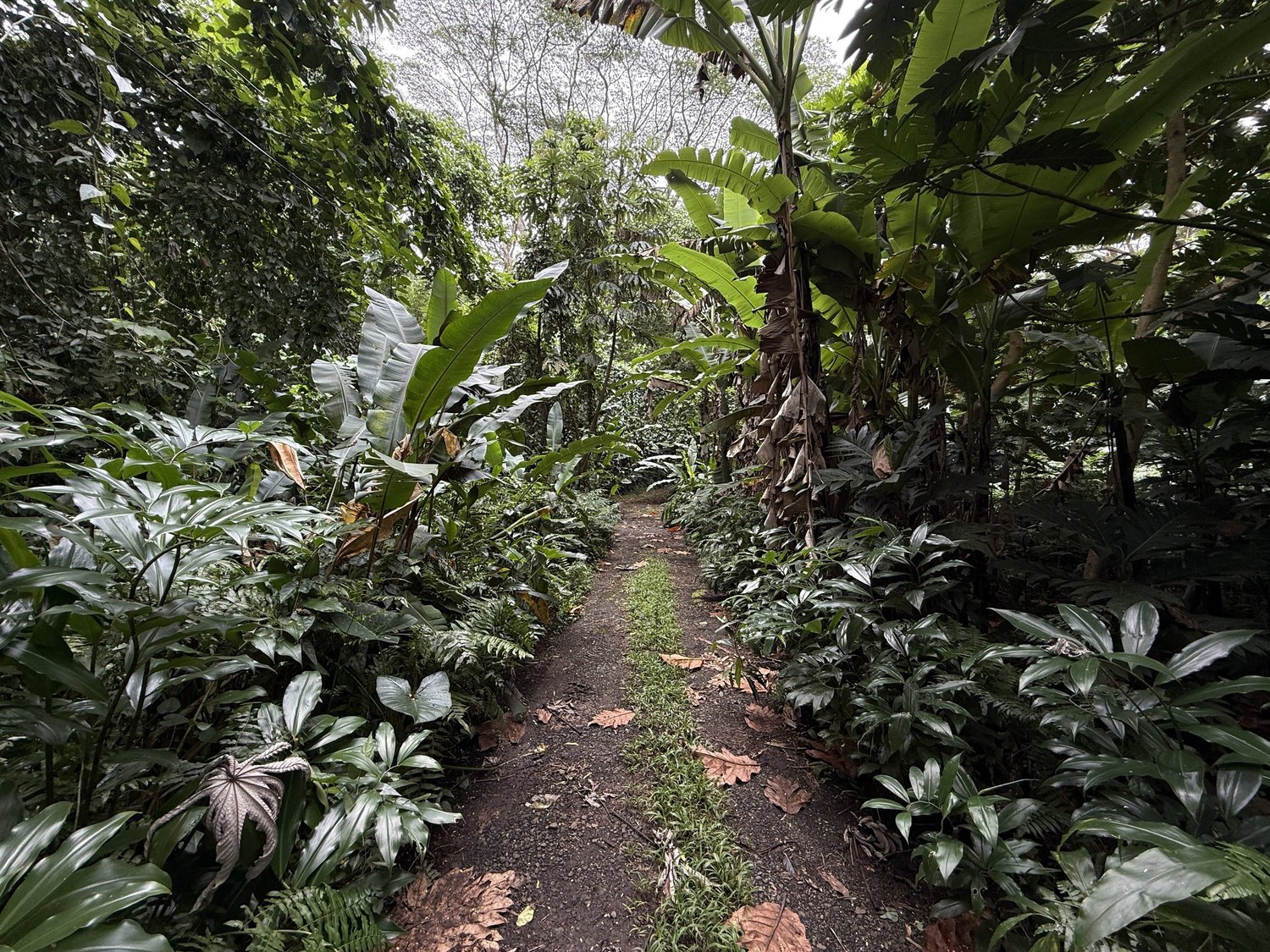 Hiking the Mānoa Middle Ridge Trail on Oʻahu, Hawaiʻi — noahawaii