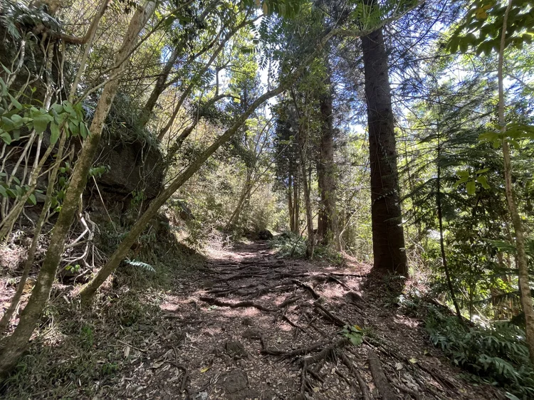 Hiking the Tantalus Loop Trail to the Pauoa Flats Bench on Oʻahu ...