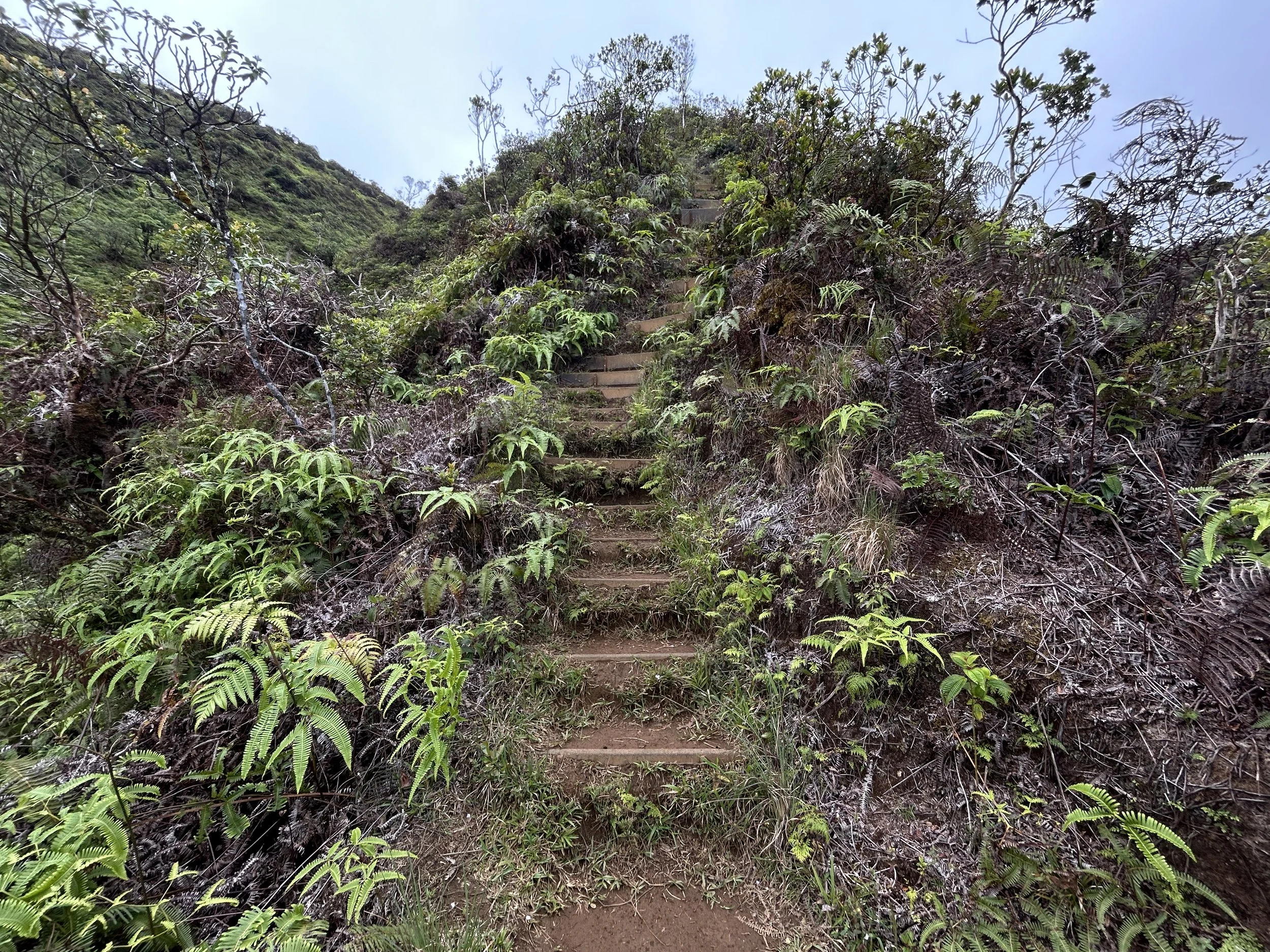 Hiking the Hawaiʻi Loa Ridge Trail on Oʻahu — noahawaii