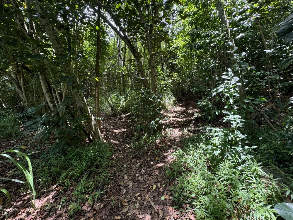 Hiking the Pride Rock Trail: Southeast Ridge of Puʻu ʻŌhulehule on ...
