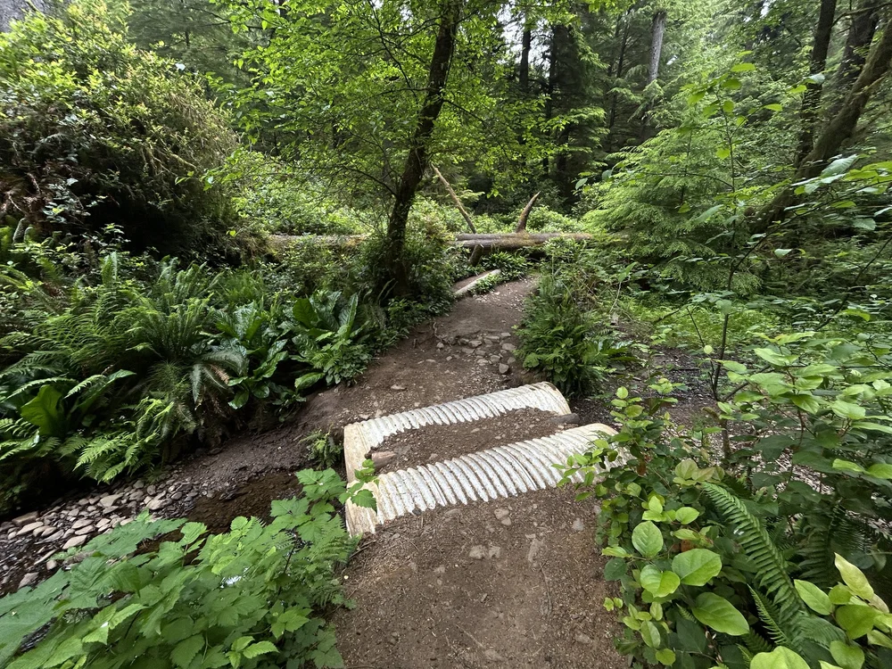 Hiking the Cape Falcon Trail on the Oregon Coast — noahawaii