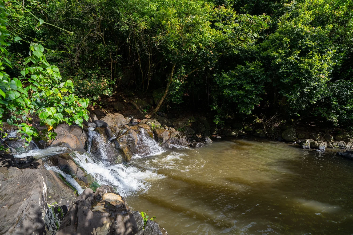 Hiking the Judd Trail & Jackass Ginger Pool on Oʻahu, Hawaiʻi — noahawaii