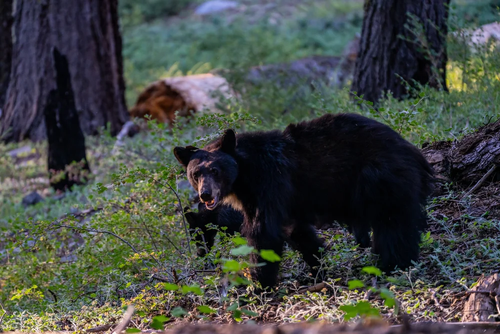 Hiking the Bear Hill Trail in Sequoia National Park — noahawaii