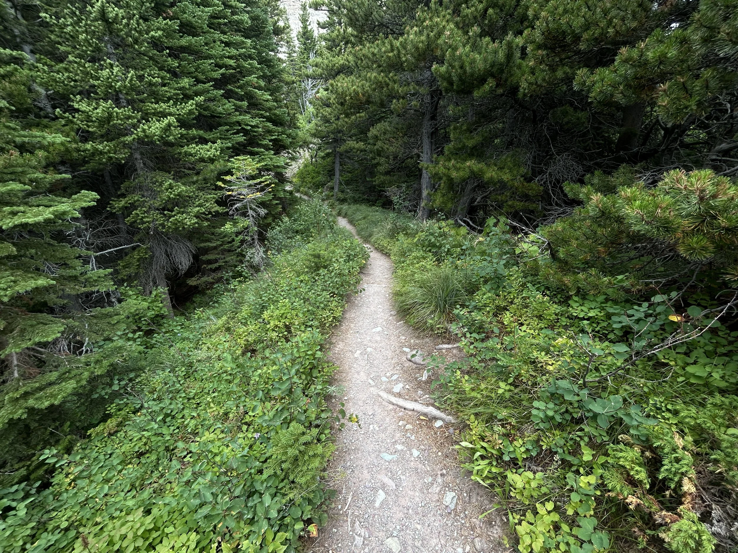 Hiking the Apikuni Falls Trail in Glacier National Park — noahawaii