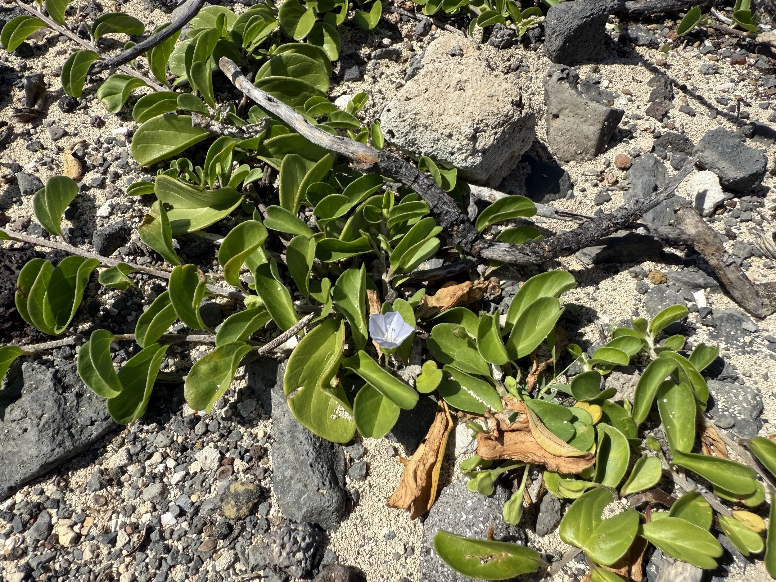 Hiking the Kaʻiwi Shoreline Trail on Oʻahu, Hawaiʻi — noahawaii