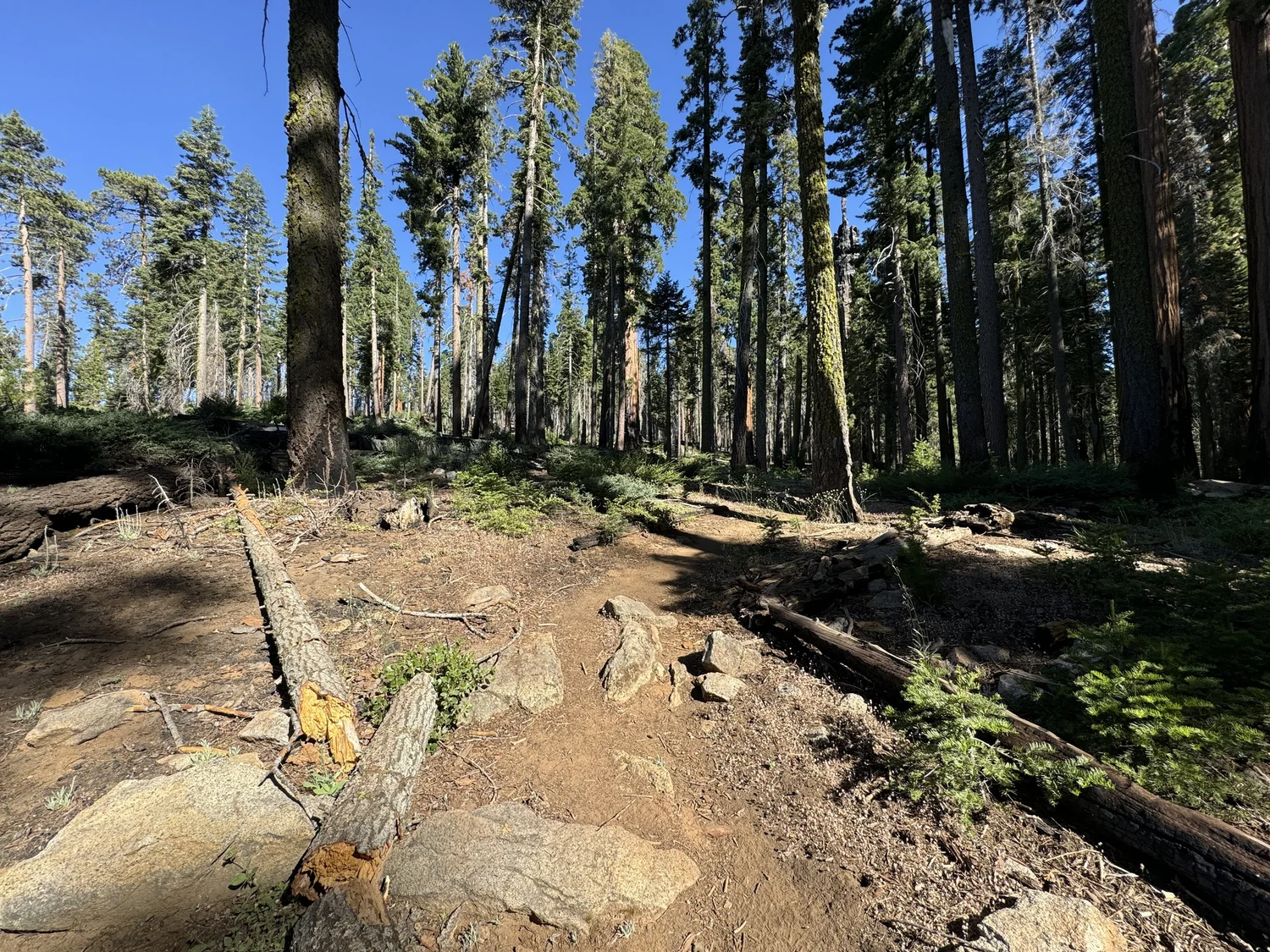 Hiking the Dead Giant Trail in Sequoia National Park — noahawaii