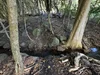 Hiking the Hālawa Valley Trail to Moaʻula & Hīpuapua Falls on Molokai ...