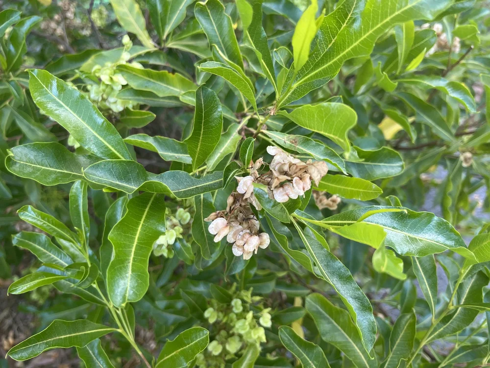Native Hawaiian Plants: My Plant ID Guide — noahawaii