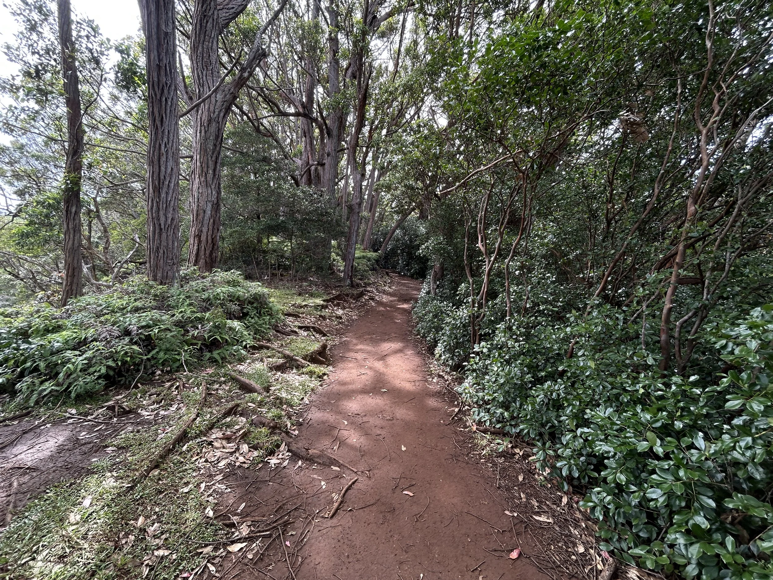 Hiking the ʻAiea Loop Trail on Oʻahu, Hawaiʻi — noahawaii