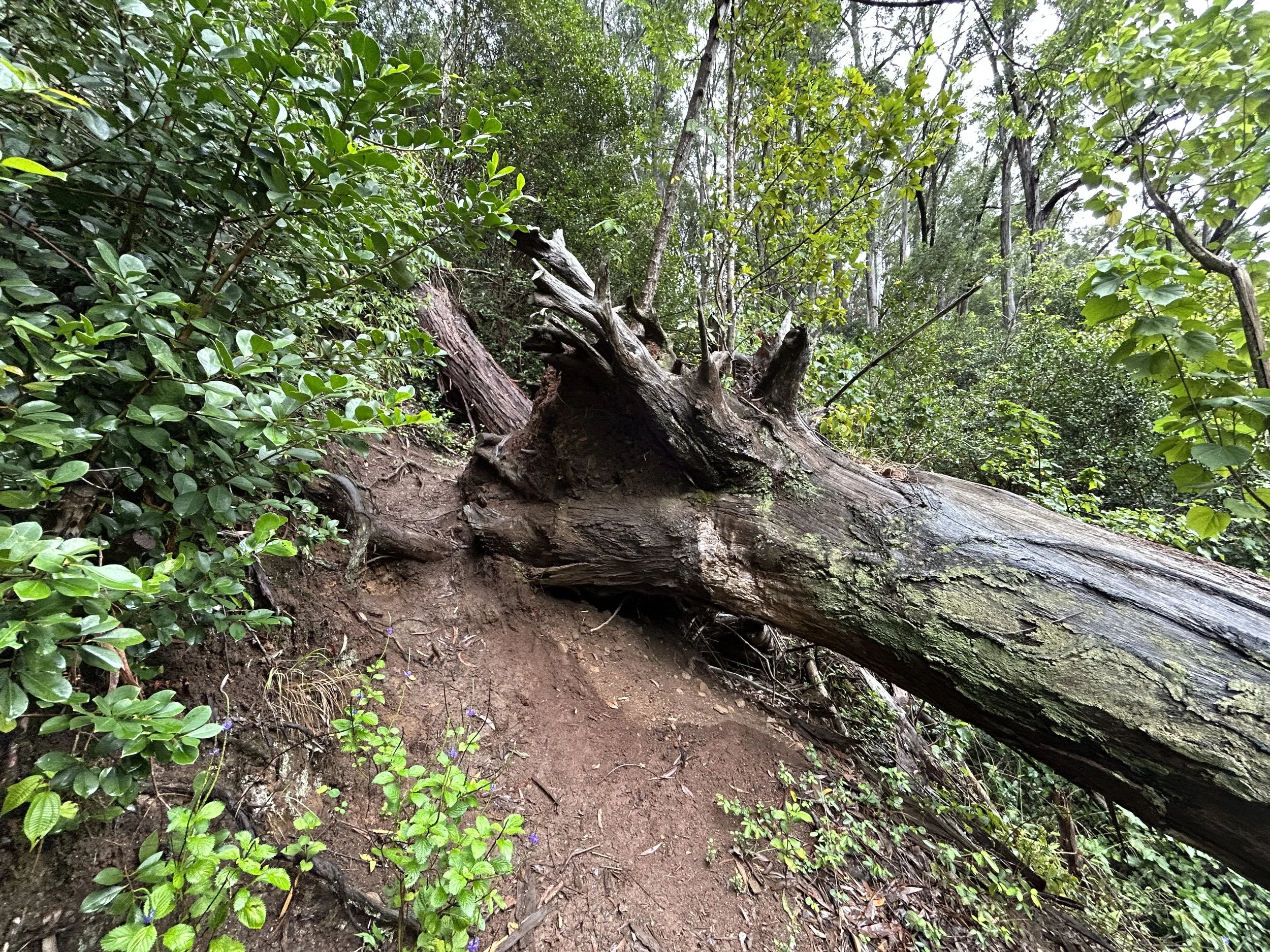 Hiking the Waimano Ridge Trail on Oʻahu — noahawaii