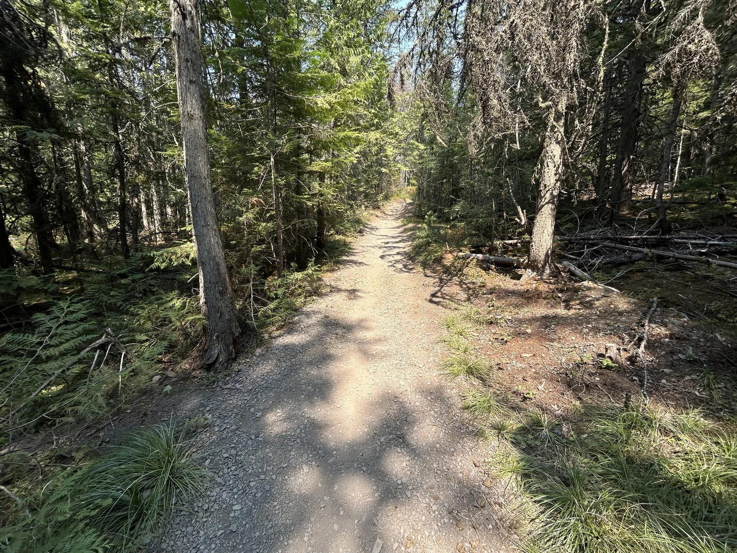 Hiking the Johns Lake Loop Trail in Glacier National Park — noahawaii