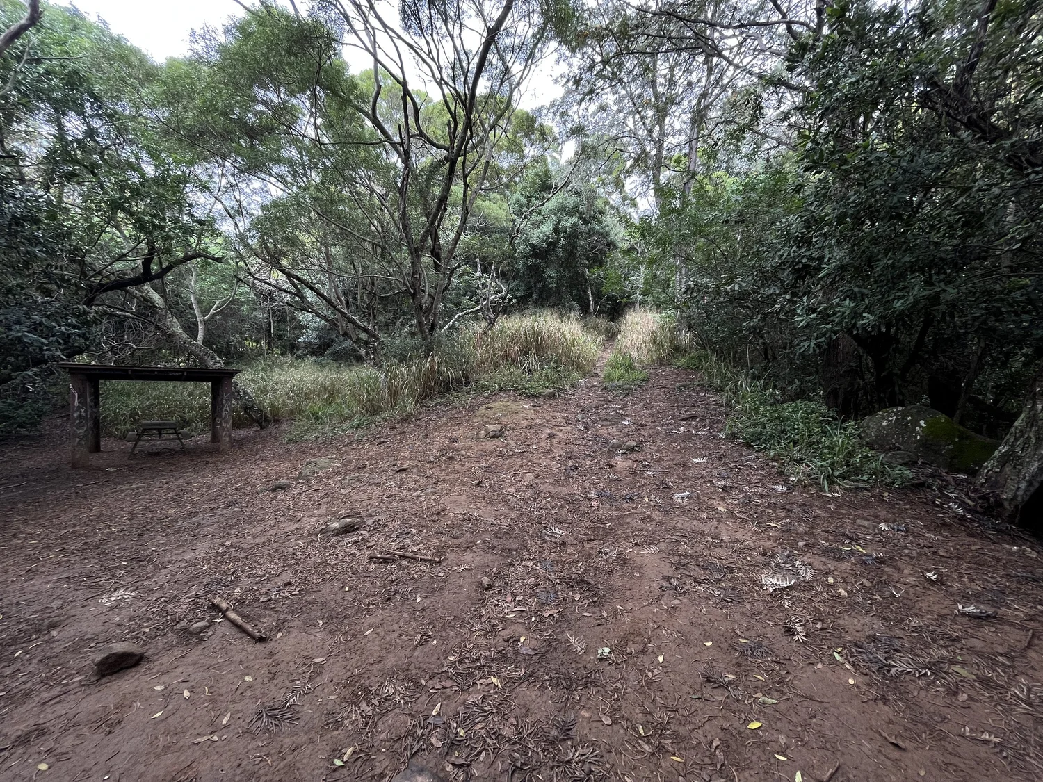 Hiking Mt. Kaʻala: The Tallest Point on Oʻahu — noahawaii