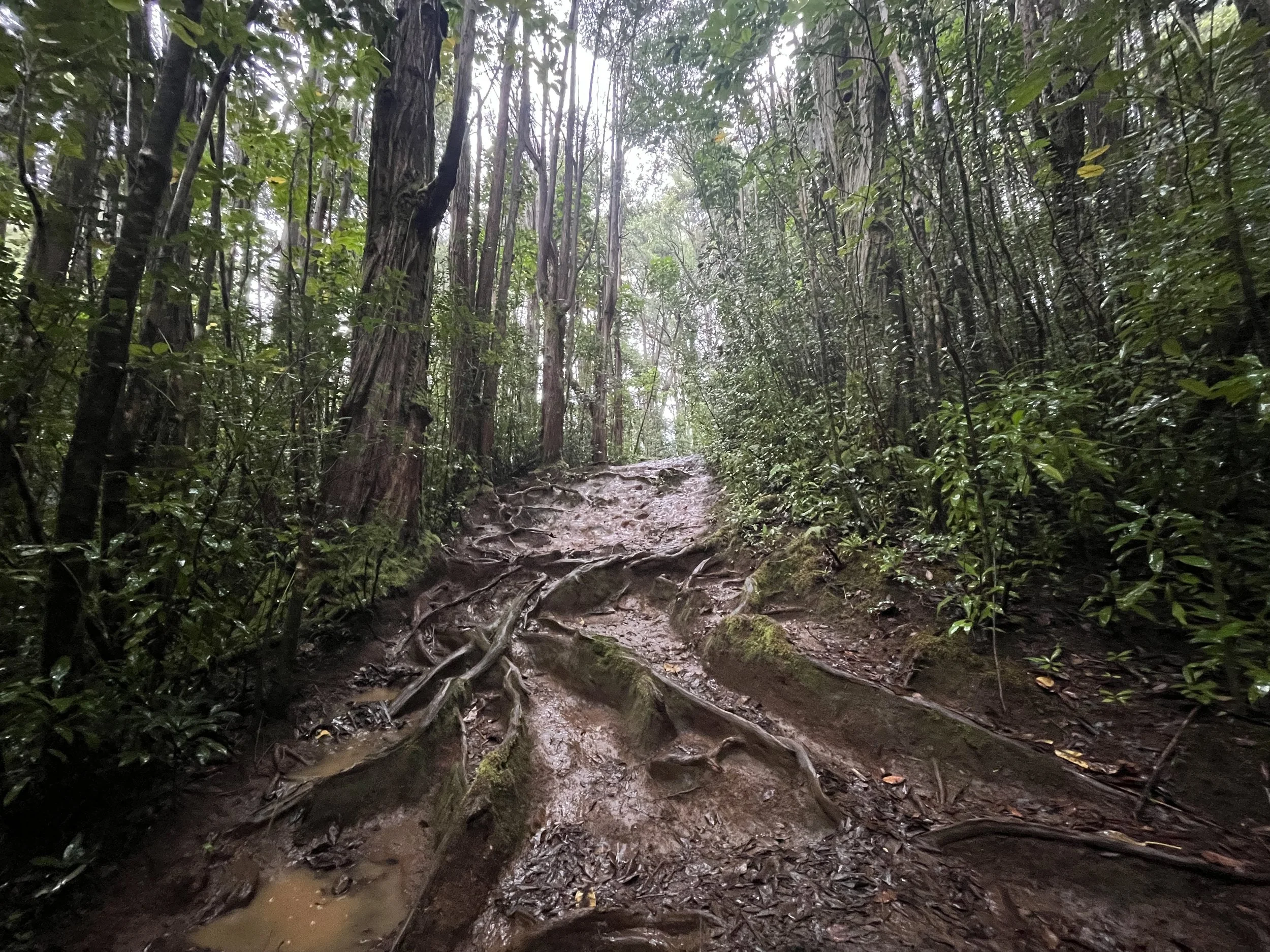 Hiking the Puʻu Pia Trail on Oʻahu — noahawaii