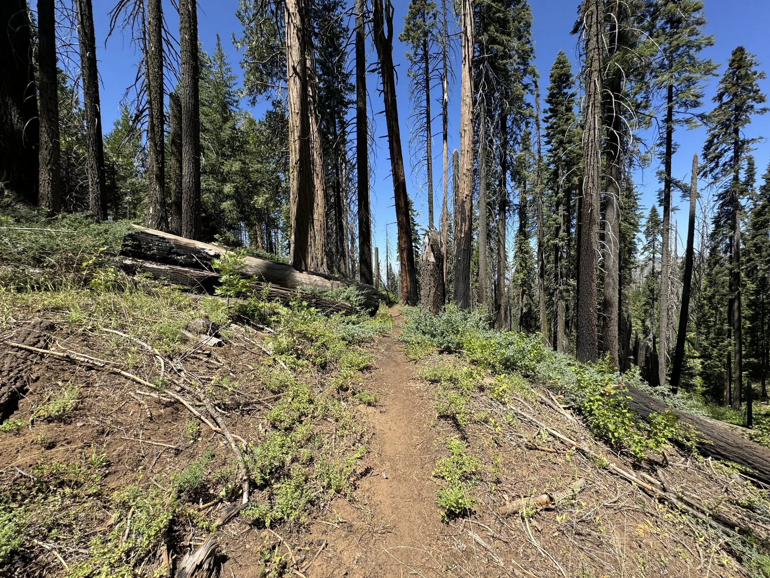 Hiking the North Boundary-Lone Pine Loop Trail in Kings Canyon National ...