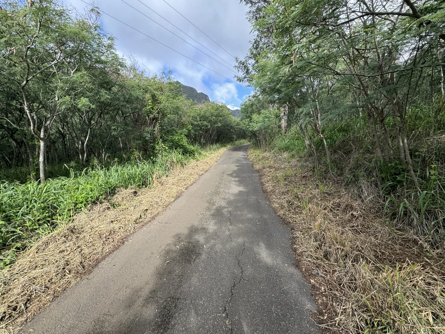 Hiking Mt. Kaʻala: The Tallest Peak on Oʻahu, Hawaiʻi — noahawaii