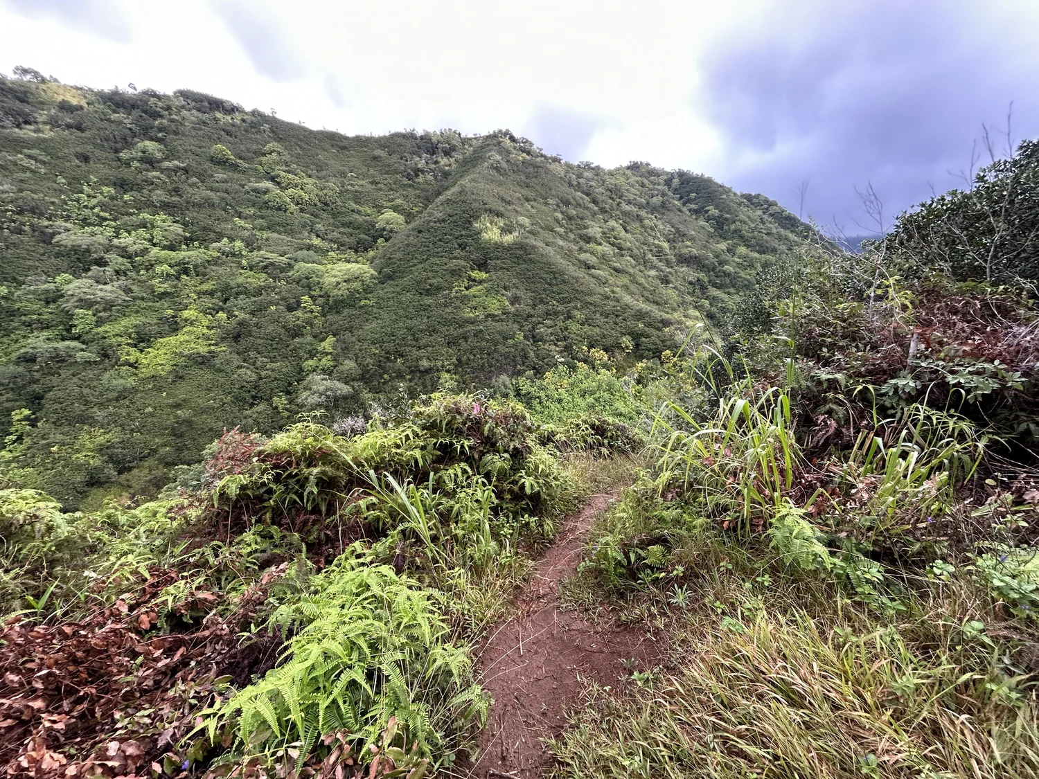 Hiking the Waimano Ridge Trail on Oʻahu — noahawaii