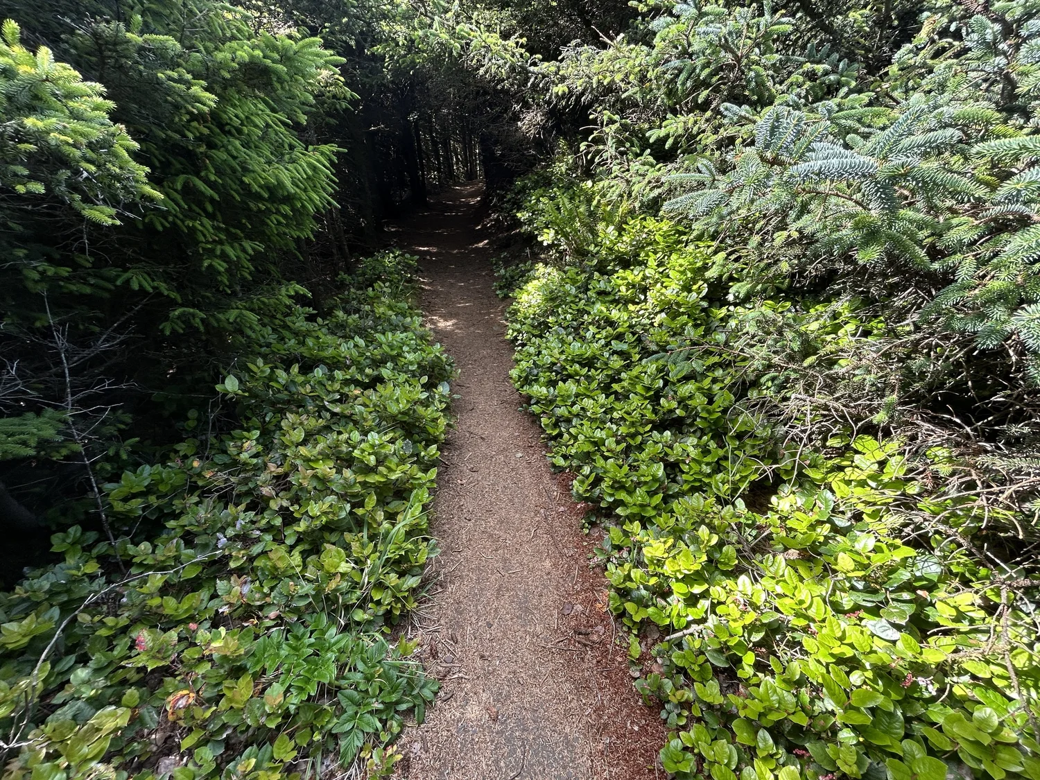 Hiking the Cape Sebastian Trail on the Oregon Coast — noahawaii