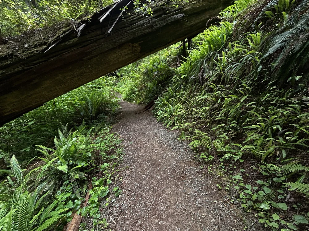 Hiking the Brown Creek-Rhododendron-West Ridge Loop Trail in Prairie ...