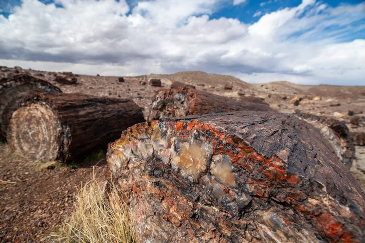 Hiking the Crystal Forest Trail in Petrified Forest National Park ...