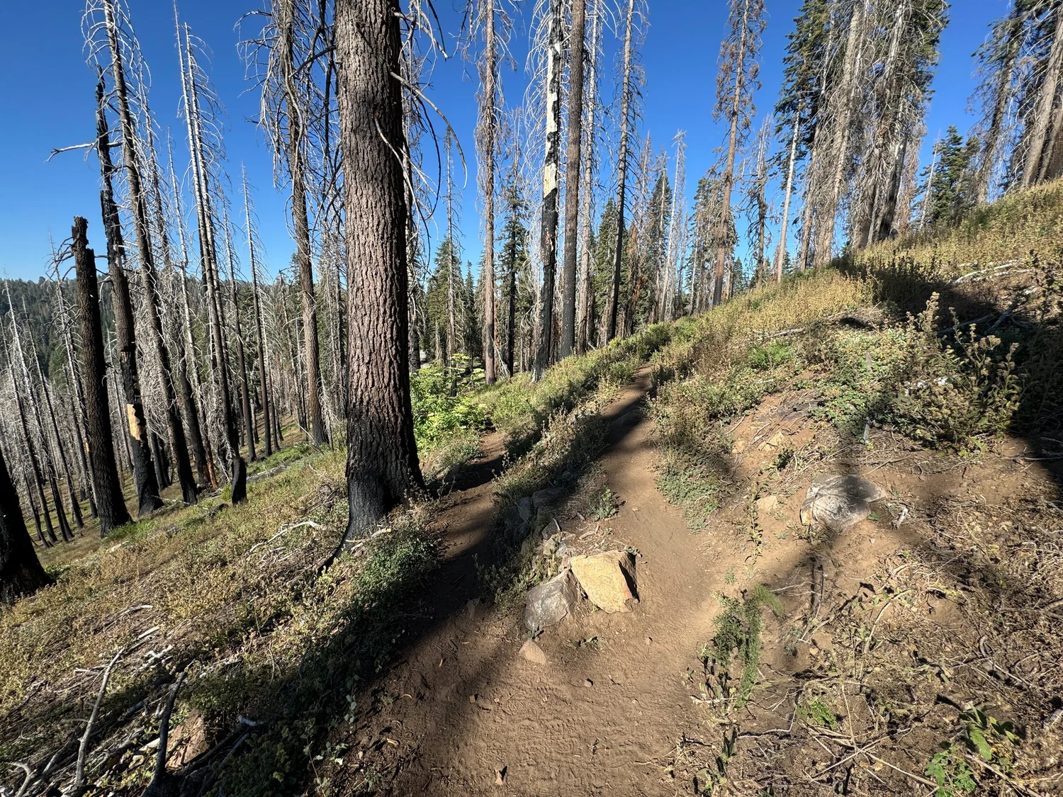 Hiking the Big Baldy Trail in Kings Canyon National Park — noahawaii