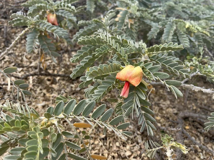Hiking the Kaʻena Point Trail & Pillbox on the North Shore of Oʻahu ...