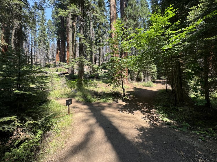 Hiking the Hazelwood Nature Loop Trail in Sequoia National Park — noahawaii