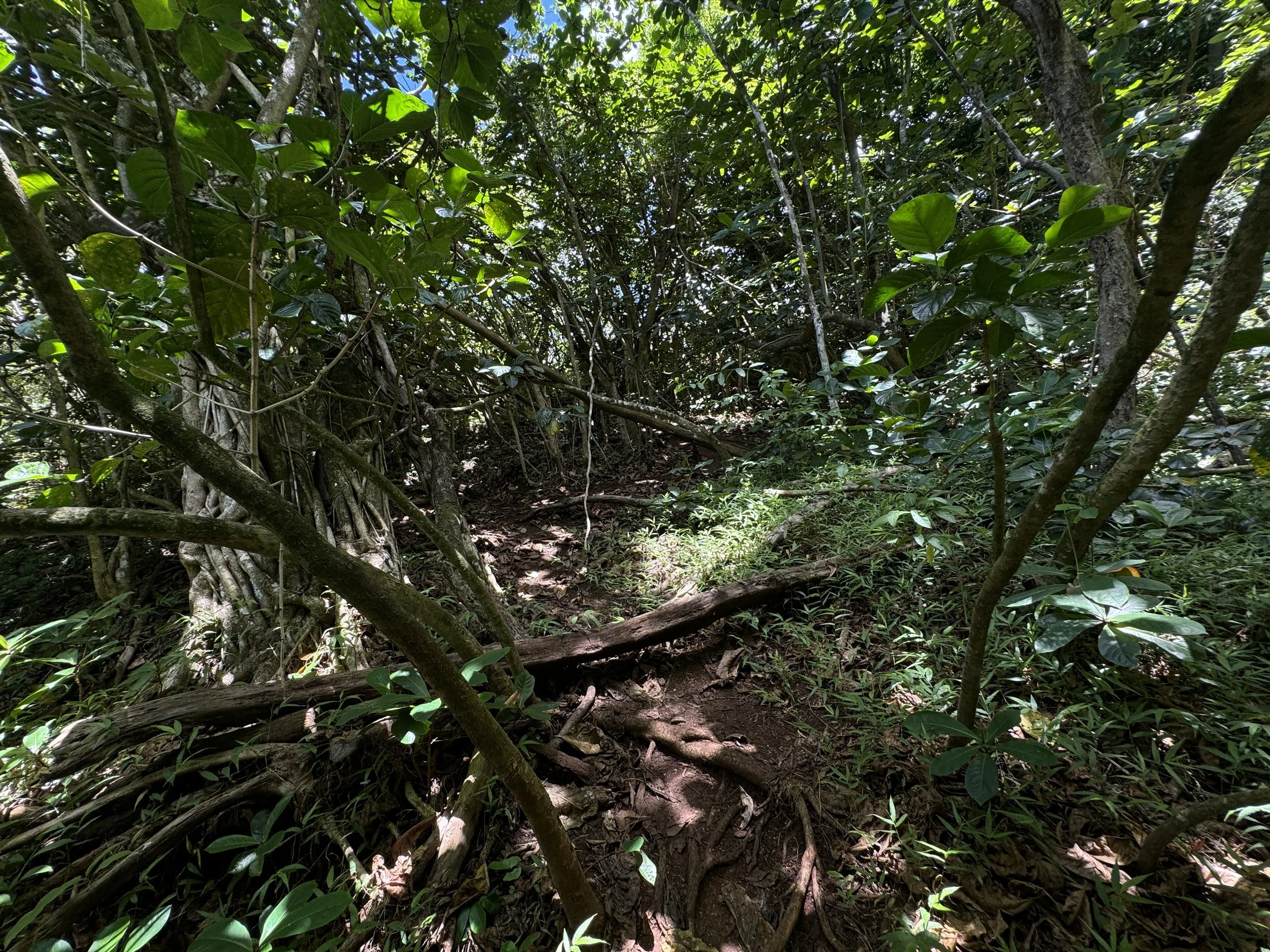 Hiking the Pride Rock Trail: Southeast Ridge of Puʻu ʻŌhulehule on ...